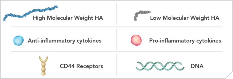 HA Injections – Euflexxa